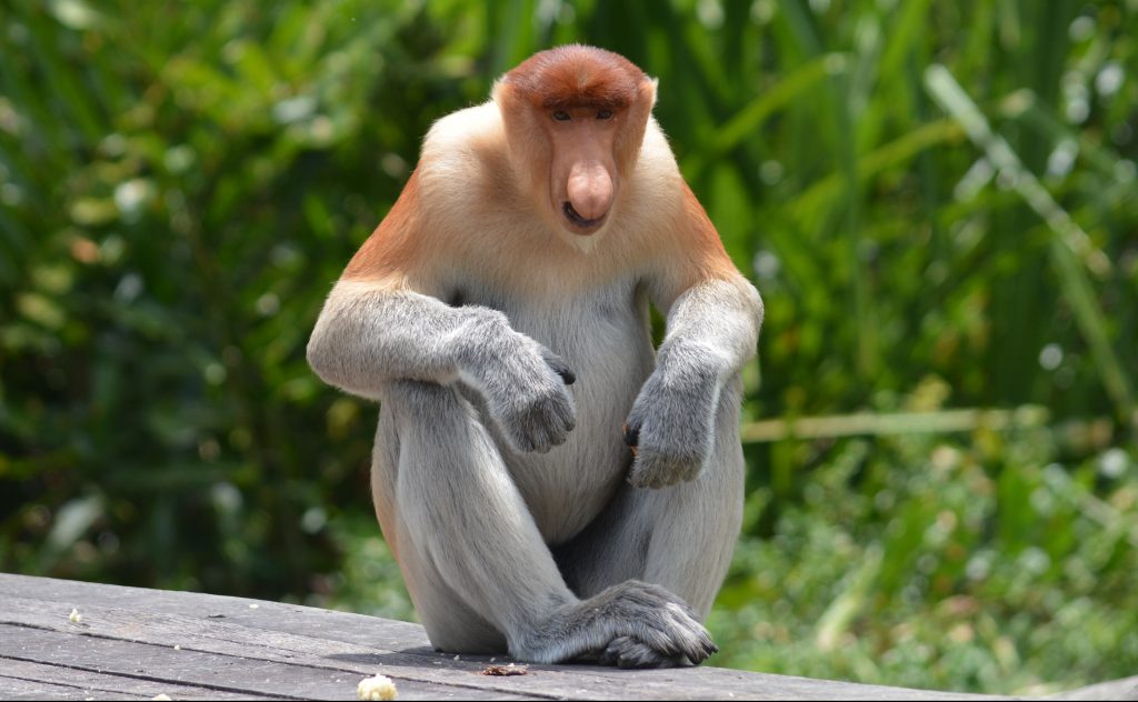Labuk Bay Borneo Proboscis Monkey Sanctuary