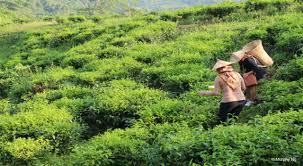 7 things to do in Kundasang, Sabah in 2019